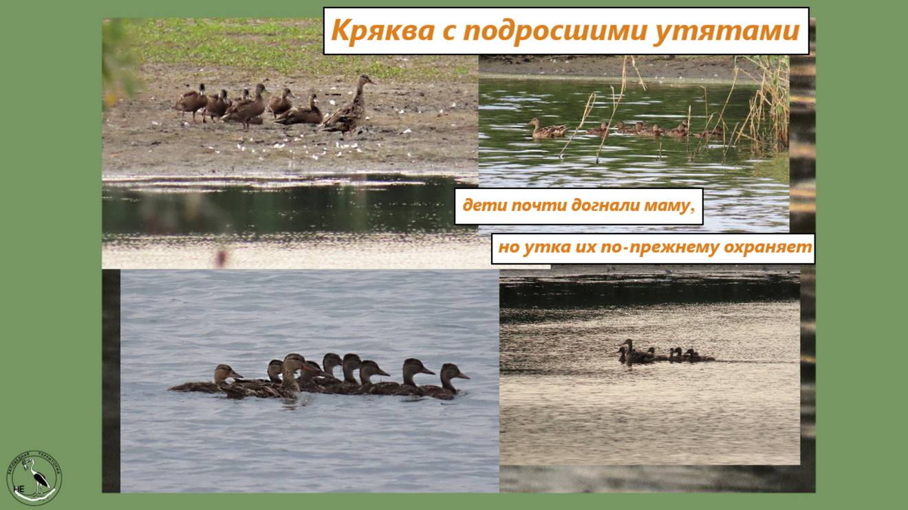 Кряква с подросшими утятами. И плавают, и выходят на берег. Утка сторожит птенцов. 08.08.25