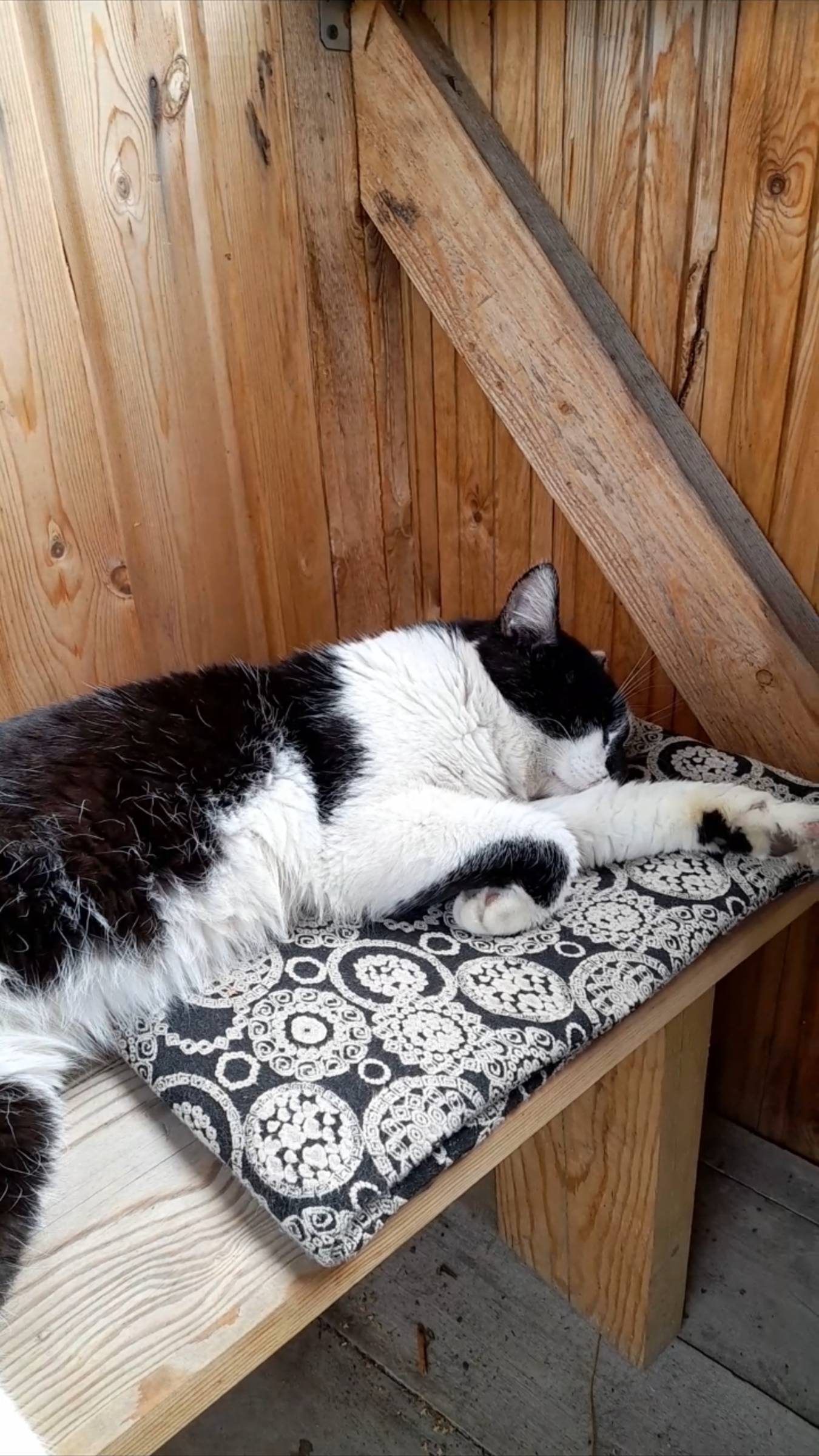 20250816_104401_001 Прохладное семейное утро на даче