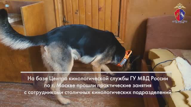 Специалист ФКУ «ЦКО МВД России» провел практические занятия с московскими кинологами