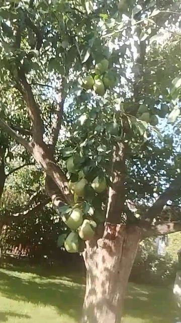 Я пришёл во двор к Ване и тёме.mp4