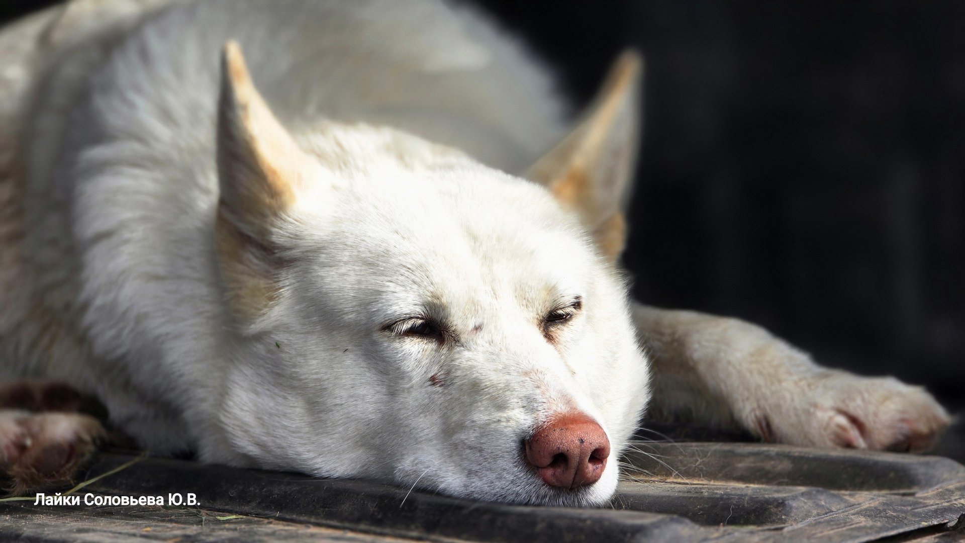 На речке ждём беглых