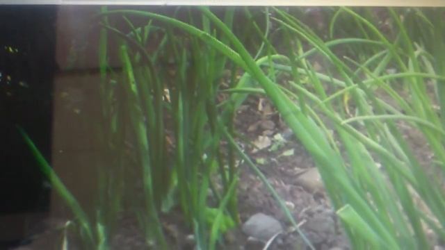 Почему в 2021 г нужно ОБЯЗАТЕЛЬНО сажать чернушку?!