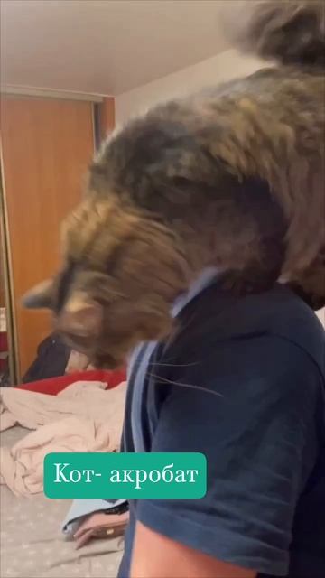 Кот- акробат
