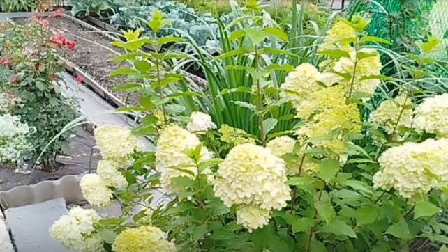 ЗАЛИЛИ ДОЖДИ. ЧТО на ДАЧЕ, ОБО ВСЕМ  ПОНЕМНОГУ!