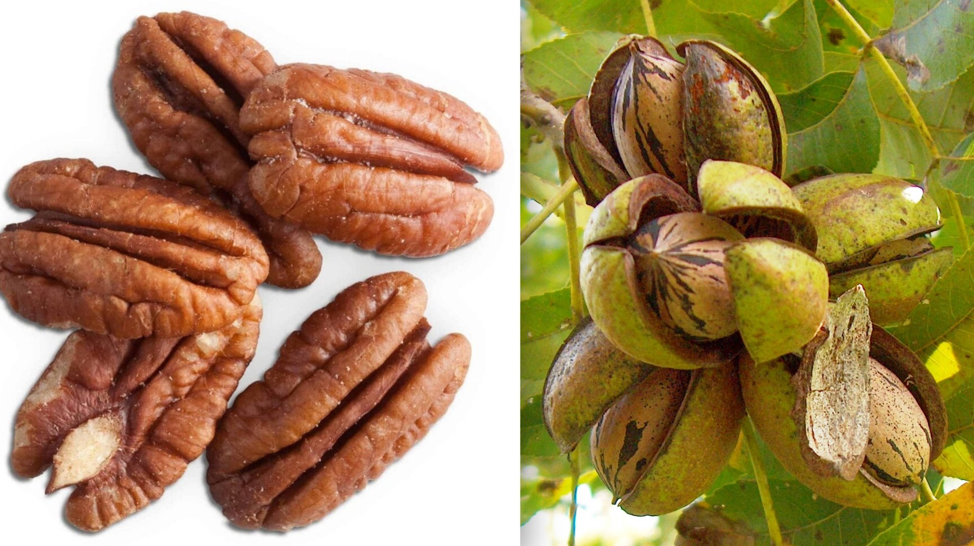 Оказывается в Абхазии растёт орех Пекан. Похож на грецкий орех