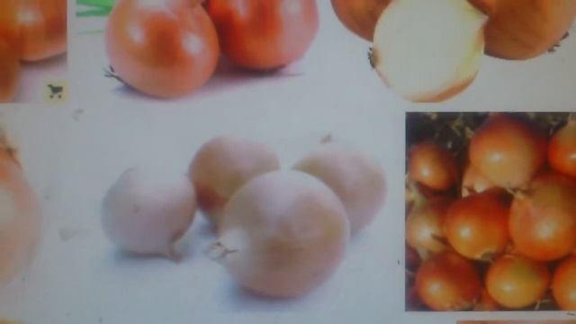 Как получить свои семена лука.