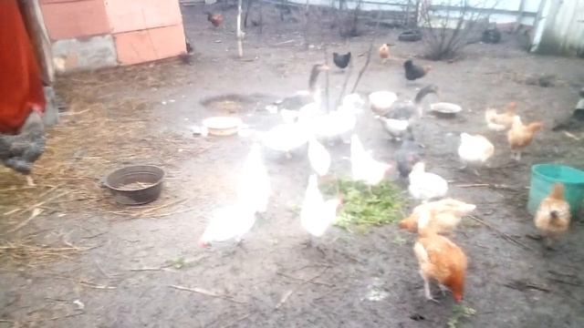 витамины для гусей и уток