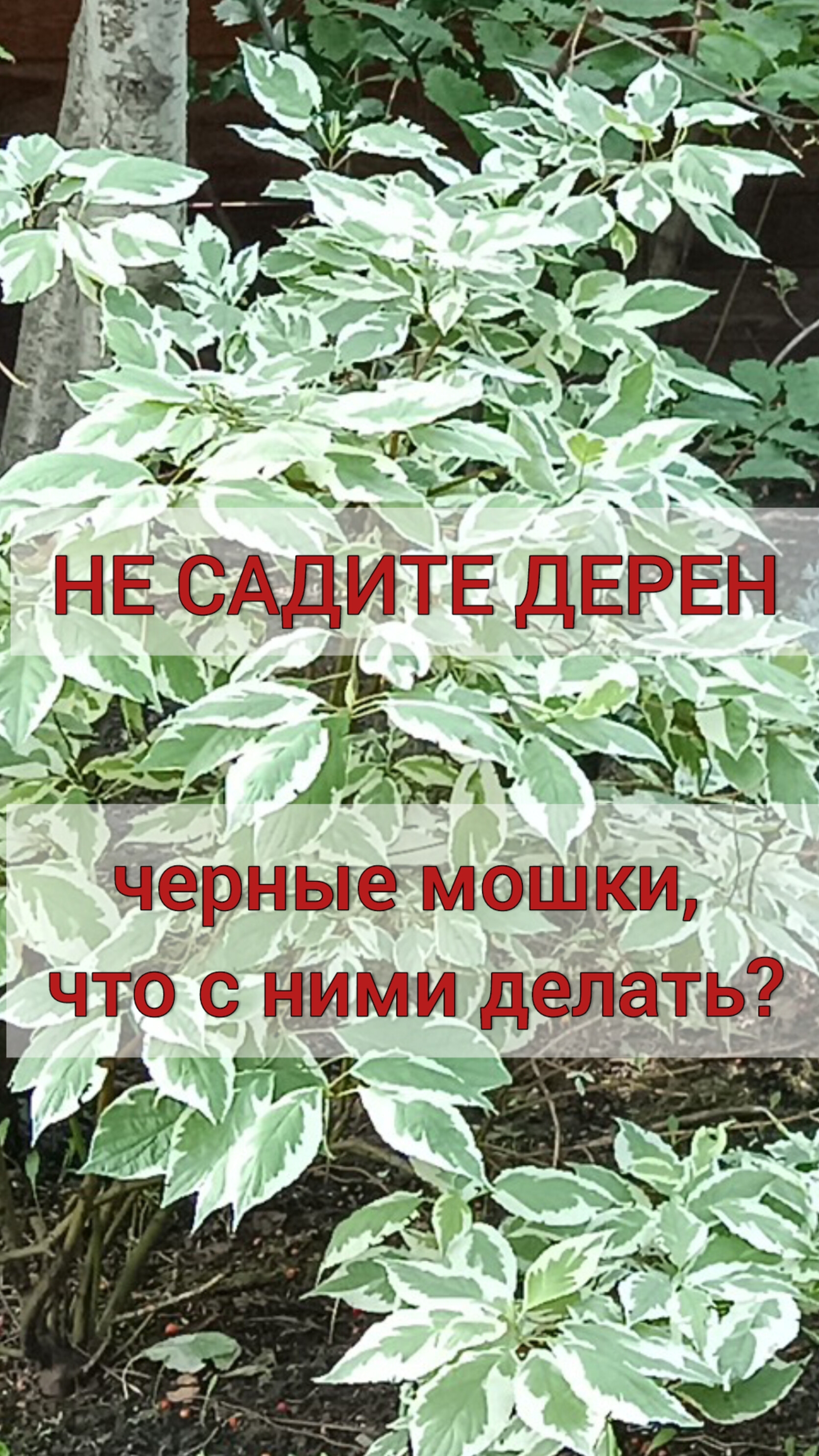 ДЕРЕН - РЕШИЛАСЬ, ИЗБАВЛЯЮСЬ, НАДОЕЛИ ЧЕРНЫЕ МОШКИ.