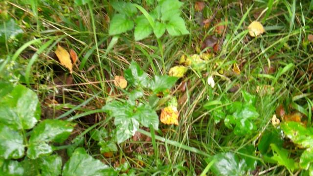 Выгулял металлоискатель.Трава еще большая мешает поиску проверил фотокамеру.