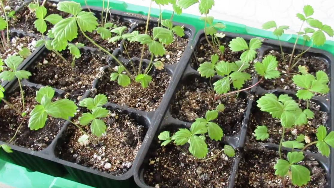 Как должна выглядеть земляника после пикировки  и нужна ли стратификация