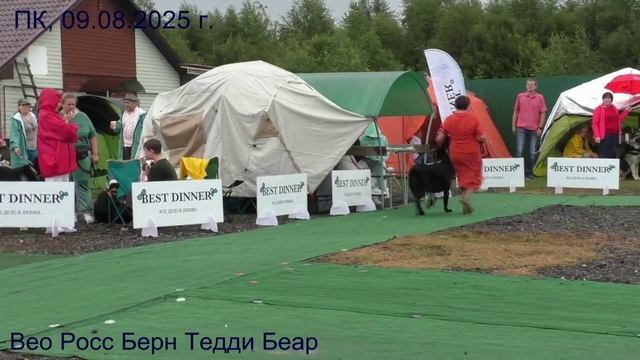 ВР Берн Тедди Беар