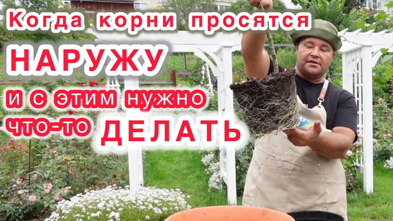 Не допускайте ЭТИХ ОШИБОК!!!Пересаживаем и усаживаем розы с закрытой корневой системой ПРАВИЛЬНО!
