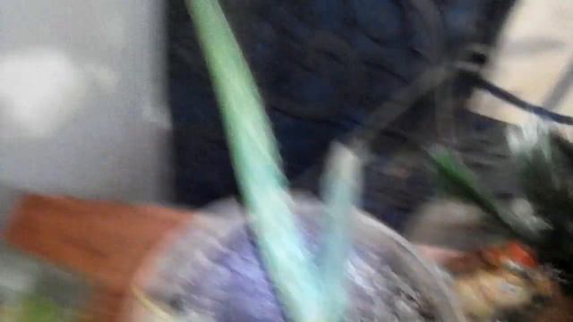 Растения для отличного микроклимата дома