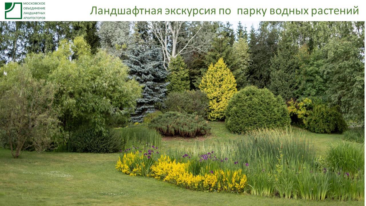 2025-08-16_Экскурсия в русский питомник водных растений им.А.М. Марченко