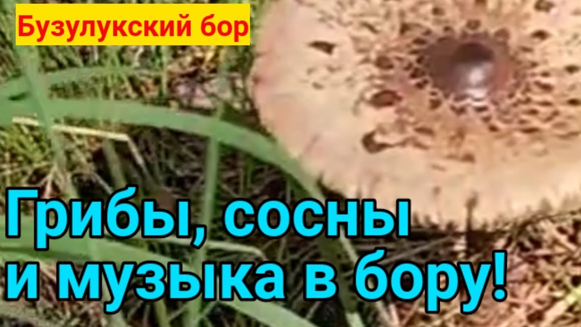 Грибы и музыка в Бузулукском бору!