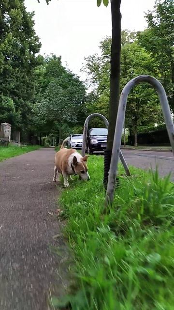 Прогулка – это приключение! Каждый кустик – новая история. 😊🐕