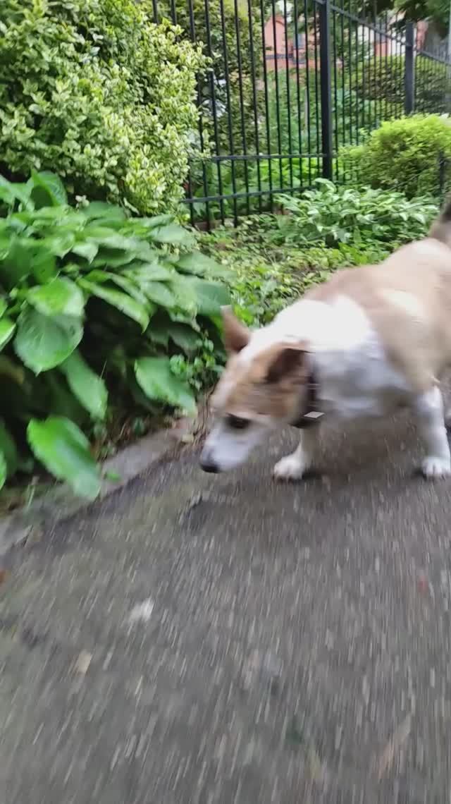 Я верю в магию хвостика, который виляет! Гав-гав! 🐾