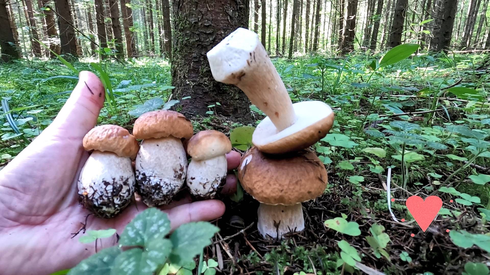 💥ГРИБНИКИ В ПОДМОСКОВЬЕ КОСЯТ БЕЛЫЕ ГРИБЫ👉 Я НЕ ИСКЛЮЧЕНИЕ!🍄ГРИБНОЙ АВГУСТ 2025🌳🌲