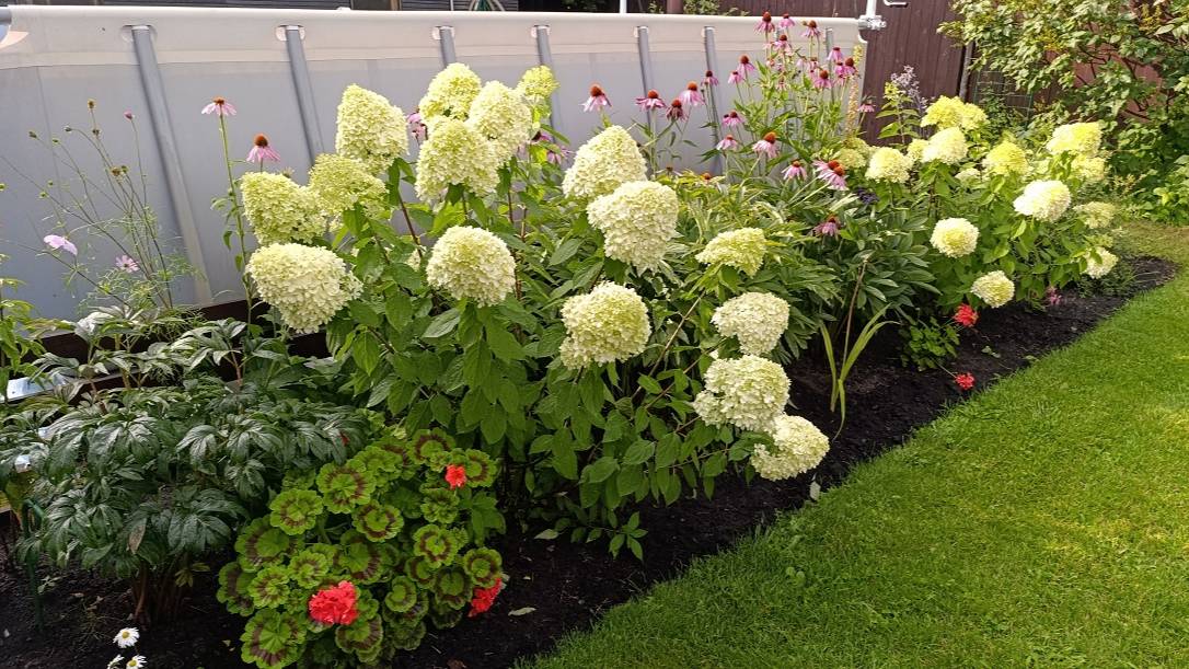 Слепой дождь в саду. Август 2025 г.