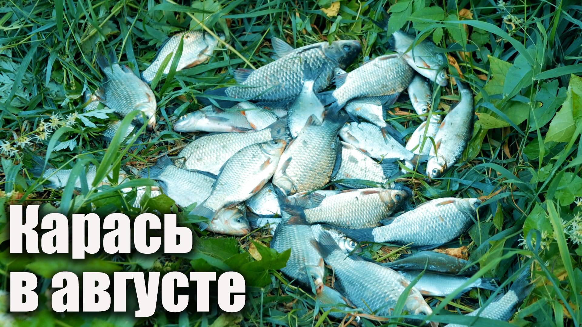 Рыбалка в августе на карася на реке Дон