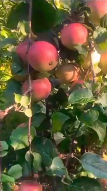 Наш урожай яблок  #яблоки #яблони #дачныедела