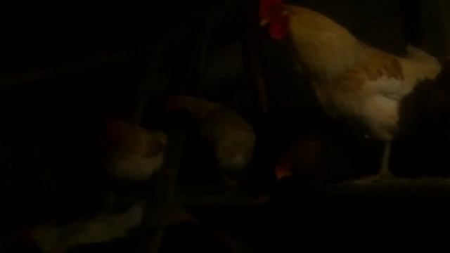 Немного о курах несушках