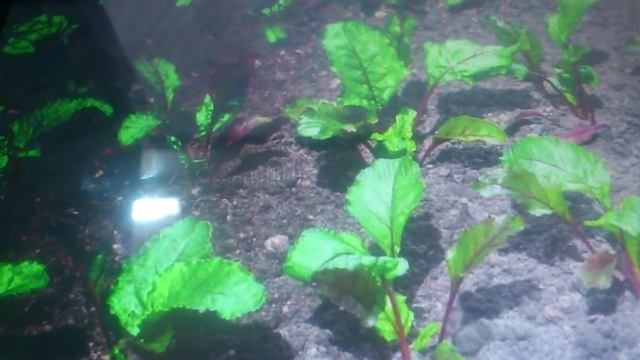 Семена Свёклы  Мулатка - Мармеладный корнеплод