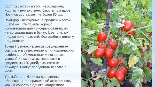 Томаты, которые мы будем сажать в сезоне 2021 г.