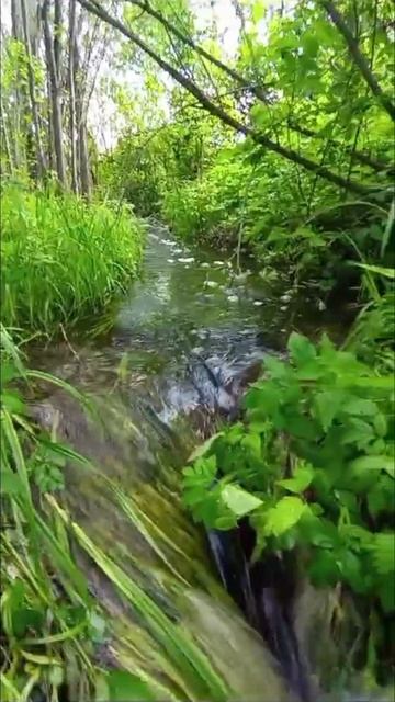 Лесная речка.