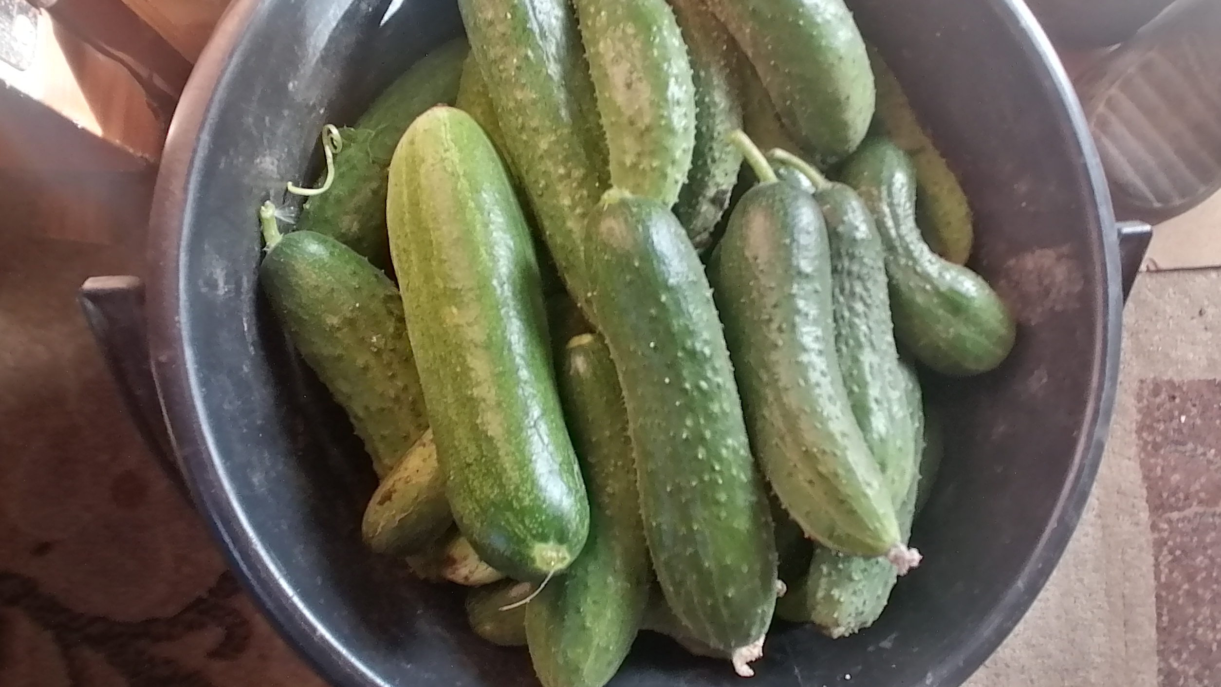 СРОЧНО НУЖНА ПОДВЯЗКА ОГУРЦОВ ПОСАЖЕННЫЕ В ИЮЛЕ. КАК МЫ БУДЕМ ЭТО ДЕЛАТЬ.