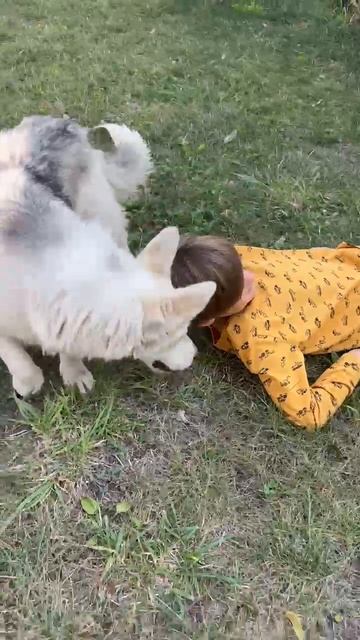 мы познакомились с собакой.mp4