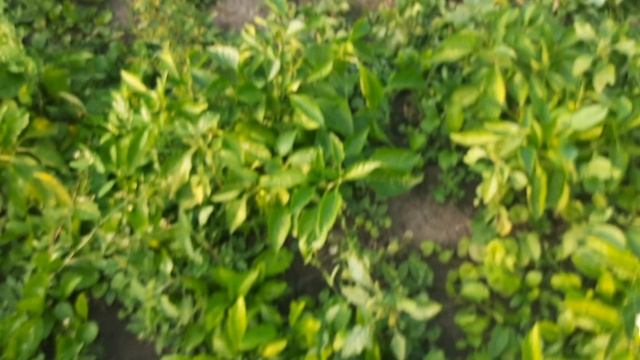 ДЕЛАЕМ КАБАЧКОВУЮ ИКРУ/ /ПОКУПКИ К УЧЁБЕ/ /ДАЧНЫЙ ВЛОГ//