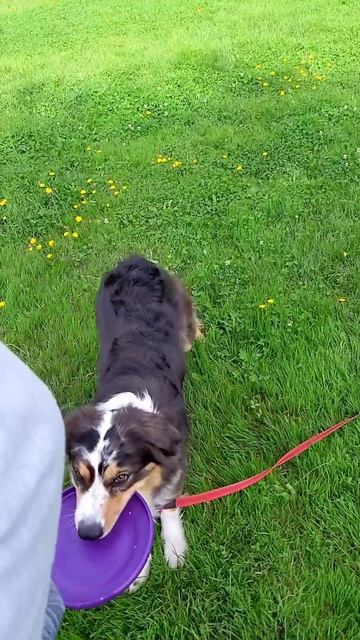 АО Райда и Барт - ловля бабочки