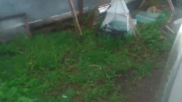 Рассада в теплицах  на  10. 05 2021 г