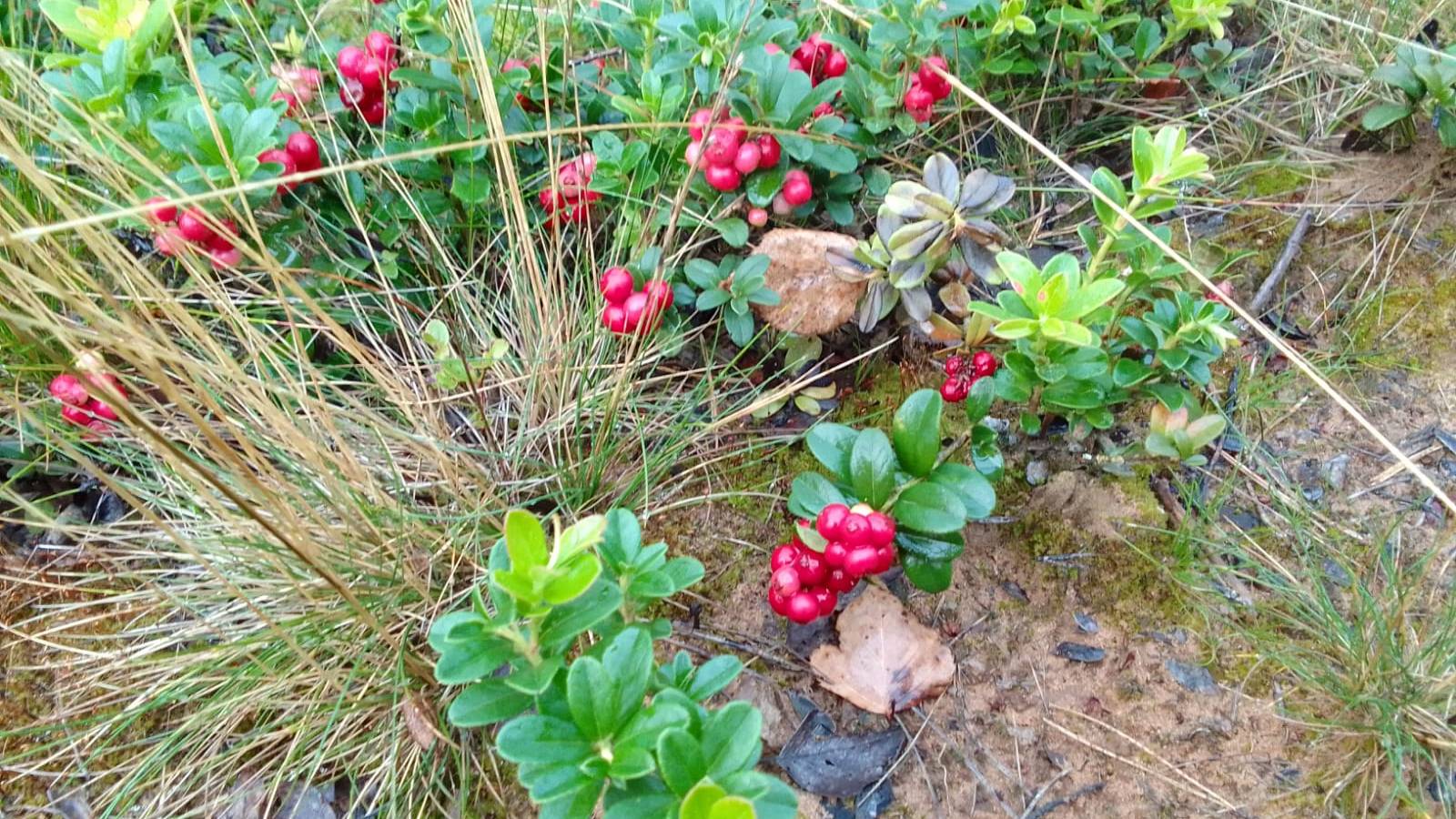 17 августа 2025 годо. Собираем бруснику под д. Елизарово Псковская область.