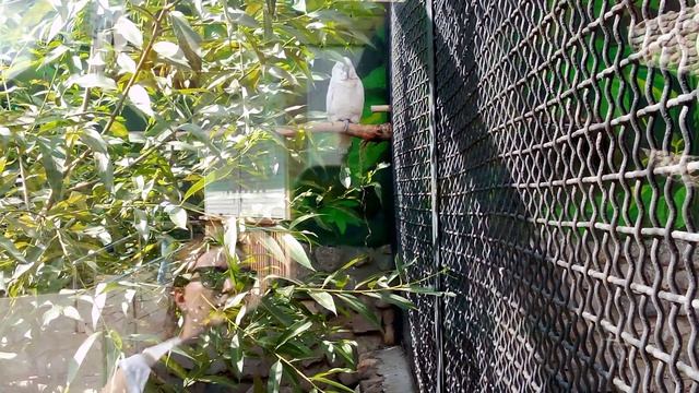 Московский зоопарк. Моллукский какаду.