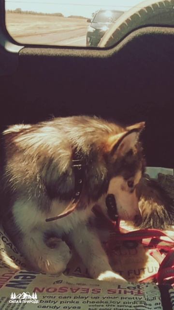 ПОЙМАЛ ВОЛКА 😁