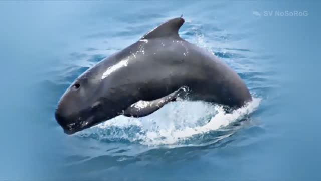 Чем питаются и сколько пищи за день может съесть Обыкновенная гринда — Globicephala melas ?
