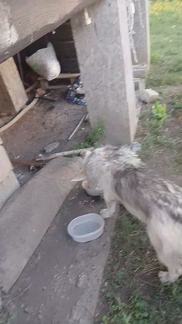 ролик про собаку амобус.mp4