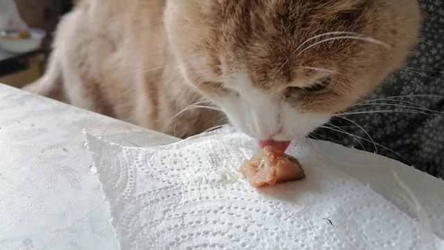 Томас пробует селедочку