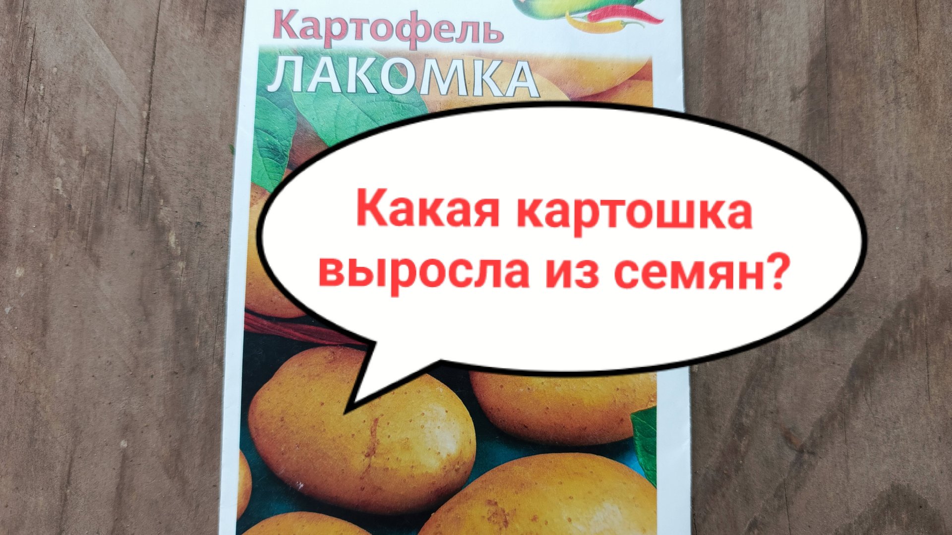 Как я выращивала картошку из семян - дождались урожая!