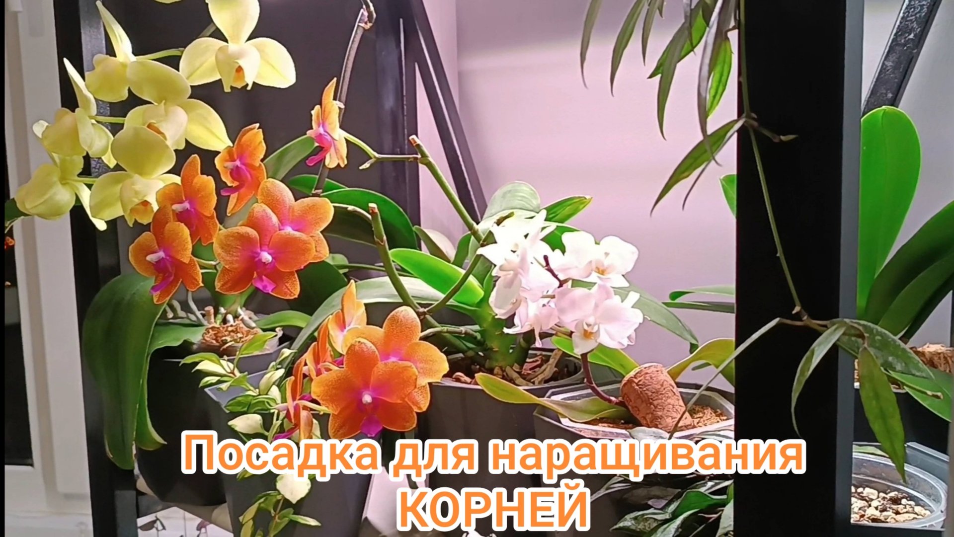 Пересадка орхидеи в ЖИВОЙ МОХ🌿