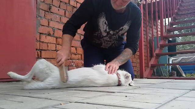 Как расчесать собаку