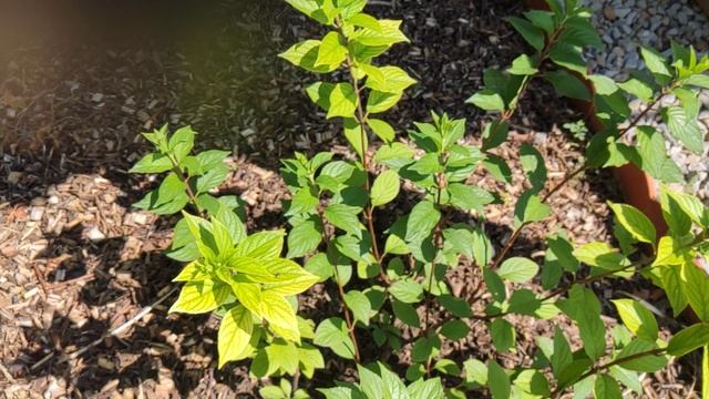 Хлороз гортензии. Причины возникновения и способы борьбы