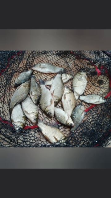 Пару часов. Старица🎣 Поплавок👍 Насадка тесто.