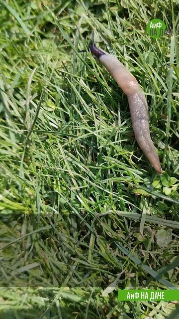 Испанские слизни атакуют! Туманов объяснил, как избавиться от гигантских «гостей»