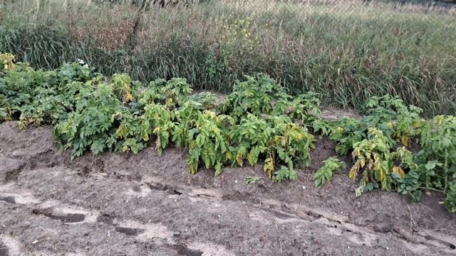 Картофель ждёт уборки