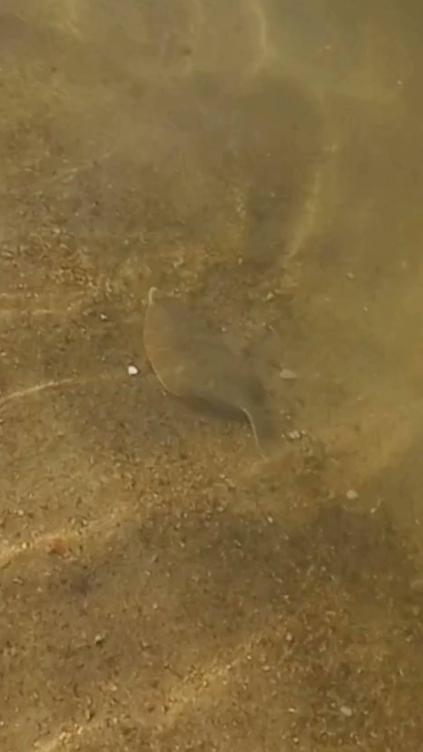 Камбала. Неожиданная встреча на море с маленькой камбалой) Близкая съемка #STR