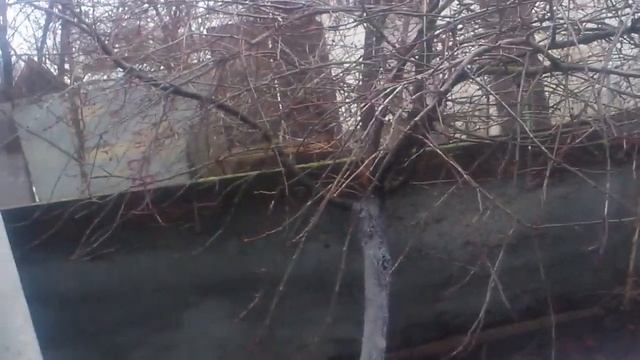 Вишнёвый сад - 31.01.2021 г. - опиливание.