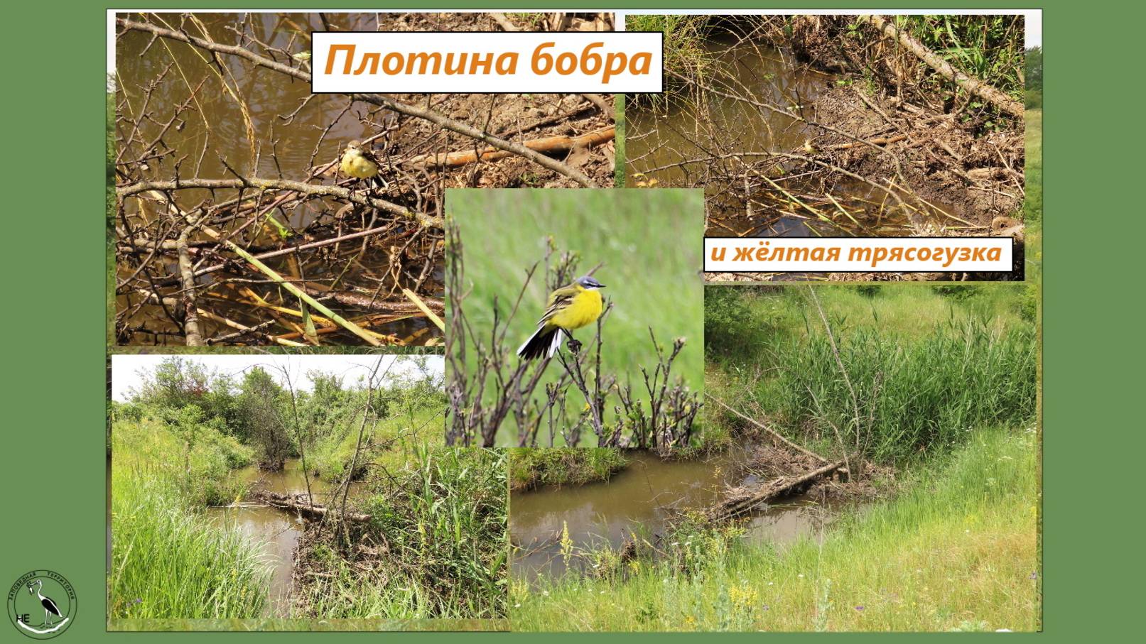 Плотина и заводь бобра в Ростовской области - запас воды летом, для растений и животных